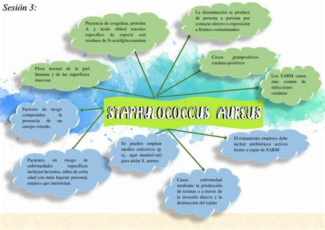 Staphylococcus Aureus Maryuri Lisbeth Udocz