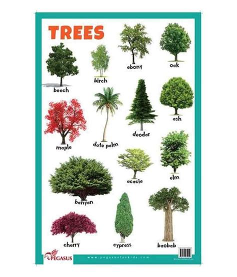 Kinds Of Trees In English 67 Photo