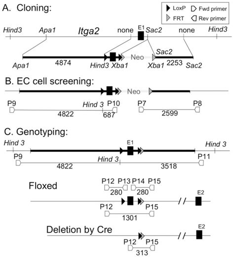 A The Targeting Vector Construction Is Depicted Schematically To Show Download Scientific