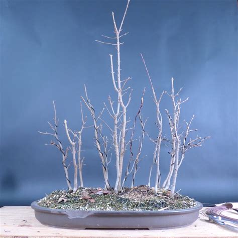 Forêt Dérables Trilobé Planète Bonsai