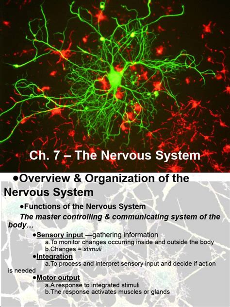 Ch 7 Lecture Nervous System Marieb Pdf Action Potential Brainstem