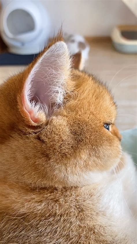 3 Ways To Tell If Your Cat Is Sick Artofit