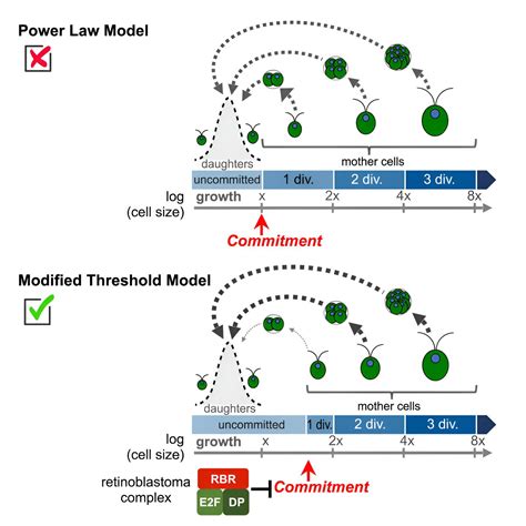 How Green Algae Count Cell Divisions Illuminates Key Step Needed For The Evolution Of