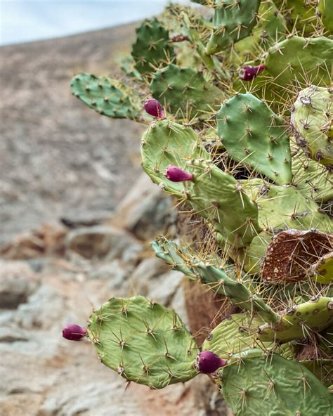 How To Find Arco De Las Peñitas In Fuerteventura All You Need To Know