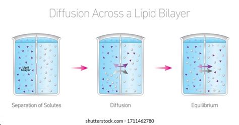 Diffusion Across Lipid Bilayer Lipids Membranes Stock Vector Royalty Free 1711462780