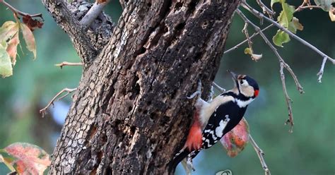 도심 숲속의 가을