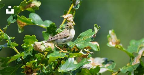 나뭇가지에 앉은 새 사진 Unsplash의 무료 새 이미지