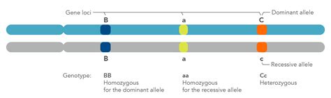 Genotyping Terms To Know