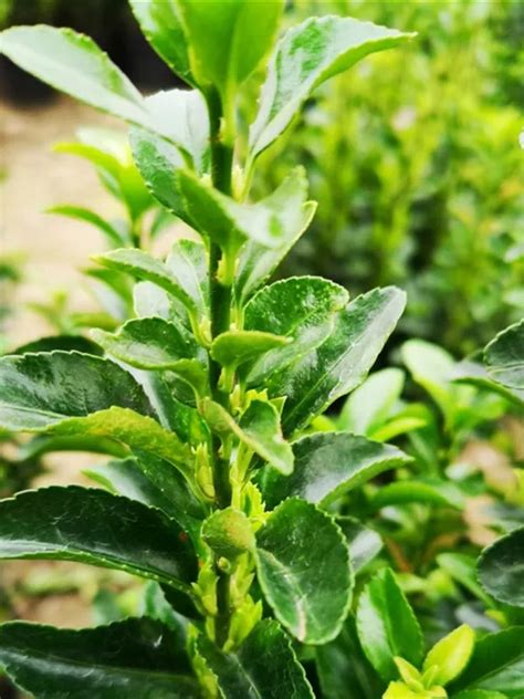 Euonymus Japonicus Green Spire Japanspindel Green Spire Ralf Und