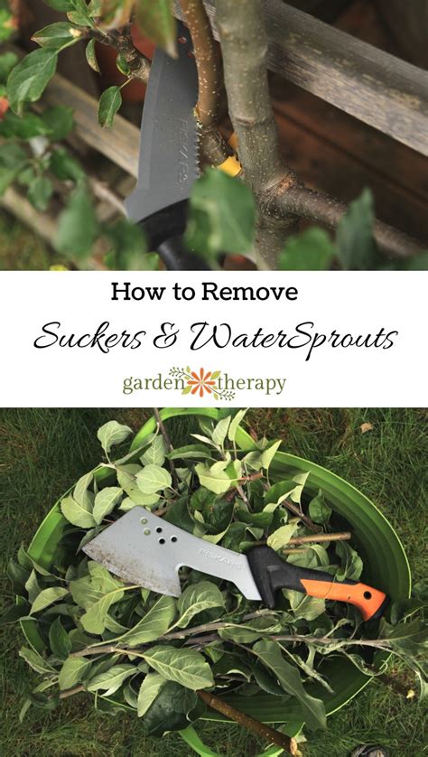 How To Remove Suckers From Trees And Why They Are There In The First Place Garden Therapy