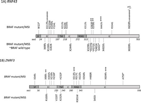 Rnf43 And Znrf3 Are Commonly Altered In Serrated Pathway Colorectal