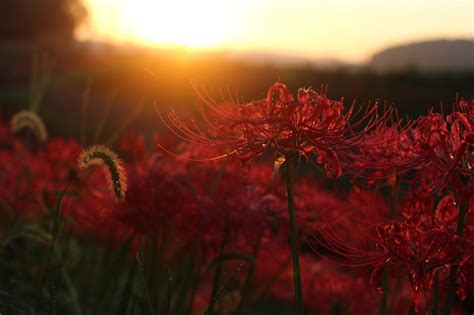 朝晩冷え込んできました｜創寫舘（そうしゃかん）｜愛知・岐阜の写真スタジオ