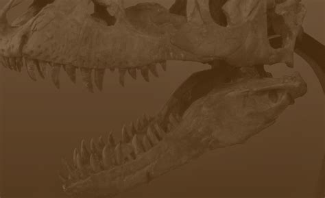 Fossil Displays Quandary Design