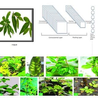 Pomegranateleaf Classification Using Convolutional Neural Networks