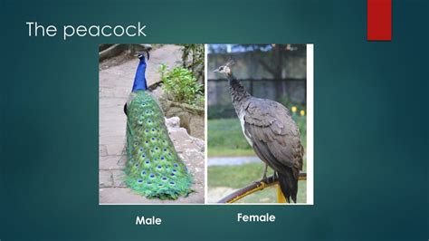 Ppt Plant And Animal Adaptations Survival Strategies Powerpoint