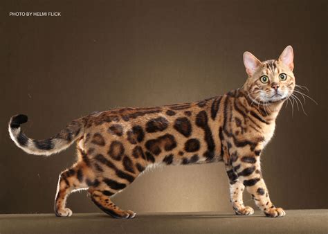 Full Grown Bengal Cats