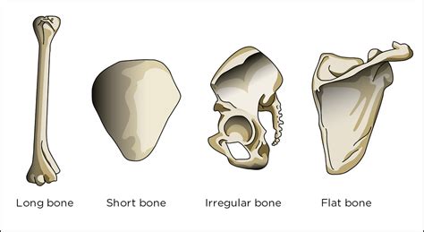 Bone Vs Cartilage C S W D