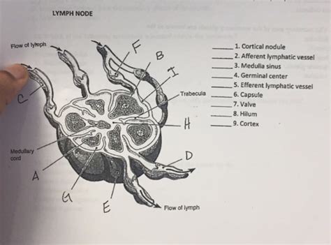 Solved Lymph Node Flow Of Lymph Medullary Trabecula Flow Of