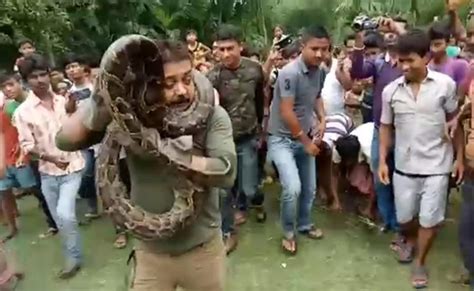 Python Selfie Puts Forest Ranger In Tight Spot Punch Newspapers