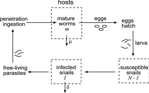 21 Diagrammatic Life Cycle Of Schistosome Parasites In Humans
