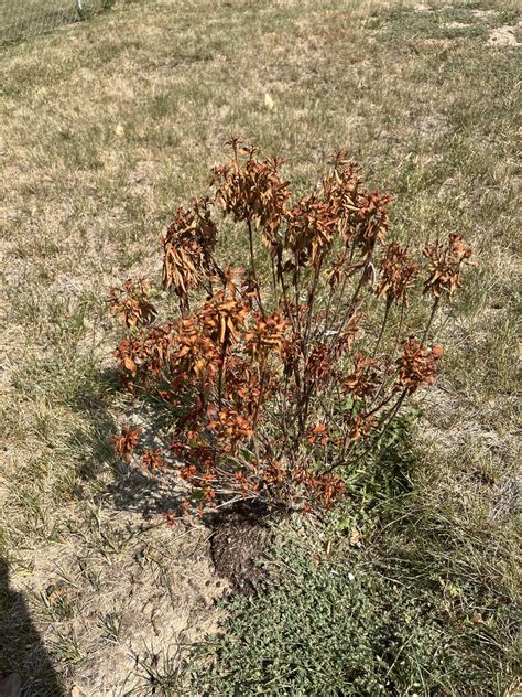Is My Azalea Bush Dead Rgardening