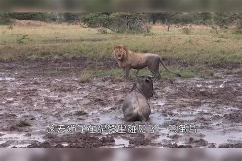 角马主动攻击狮子，狮子当场就懵了，下一秒场面一度尴尬狮子角马场面