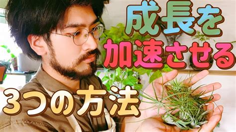 ダイソーでエアプランツを購入したらやるべき3つのこと【自宅園芸ガーデニング】 Youtube