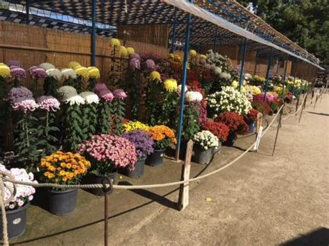 福山菊花展覧会ふくやまきっかてんらんかい 福山市ホームページ