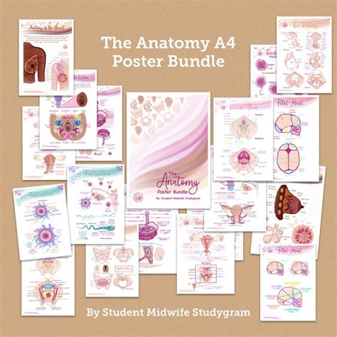 Student Midwife Studygram Revision Resources For Midwives