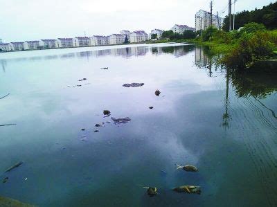 死水鱼塘如何养鱼 如何把鱼塘死水变活水 随意云