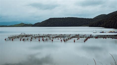 Fdacs Announces Aquaculture Shellfish Nursey And Hatchery Grants