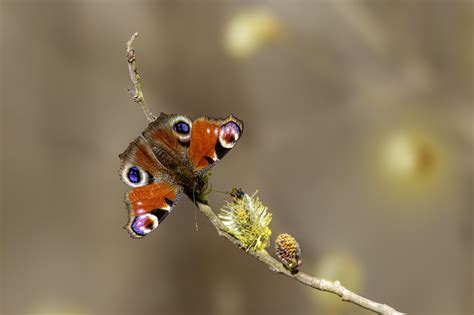 Peacock Butterfly Insect Free Photo On Pixabay Pixabay