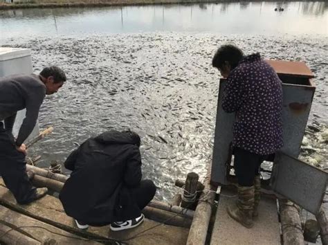 发布 中国常见鱼类品种养殖与福利现状调查报告 企业官网