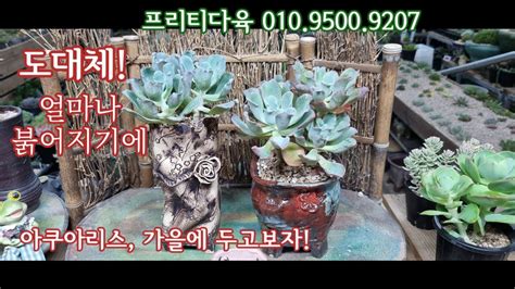 미안해요 사장님 내 다육이 더 예뻐요 올 가을 주인공은 너야너 아쿠아리스 같은 다육을 다른 화분에 분갈이해 봅니다