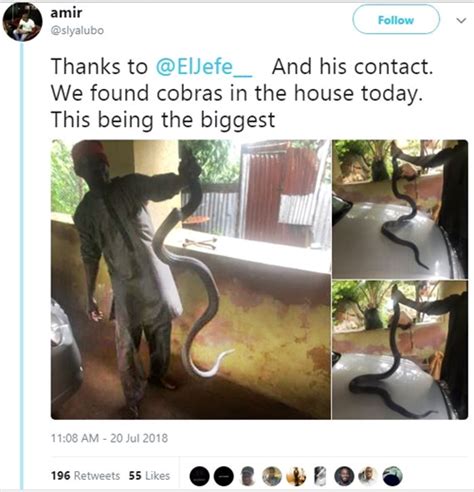 Man Captures Big Male And Female Cobra Snakes That Killed His Rabbit