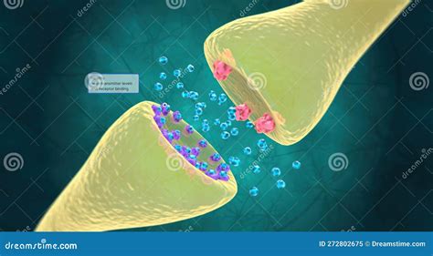 Healthy Neurotransmitter Levels And Receptor Binding Stock Illustration Illustration Of