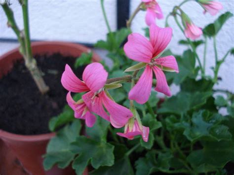 Ivy Geranium Mini Cascade Pink Mihaeladima