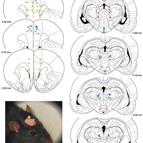 Pdf Functional Interaction Between The Medial Thalamus And The