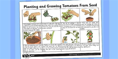 How To Plant Tomatoes Step By Step Complete Gardering