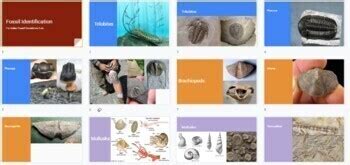 Correlation Index Fossil Lab By Science Cloud TPT