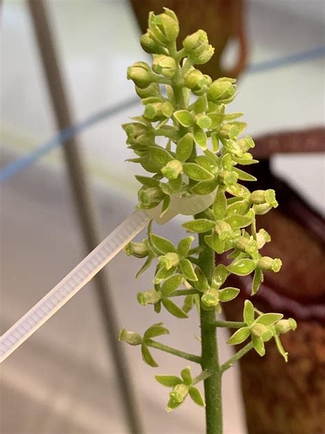 Rokko X Villosa Rokko X Truncata X Lowii Rokko X Peltata X Rajah ‘leviathan R Nepenthes