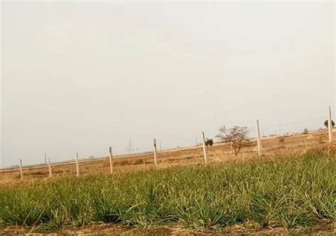 Lemongrass Oil At Rs 1800kilogram Upsidc Greater Noida Id