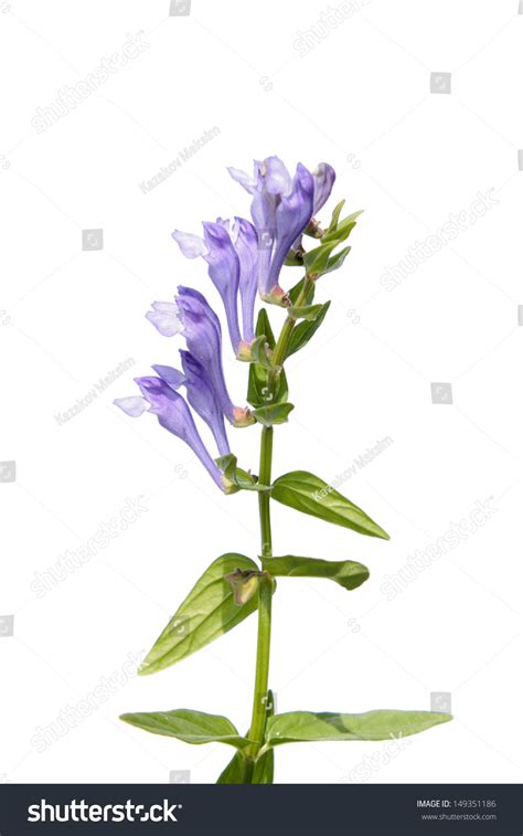 Scutellaria Baicalensis Baikal Skullcap Isolated On Stock Photo 149351186 Shutterstock