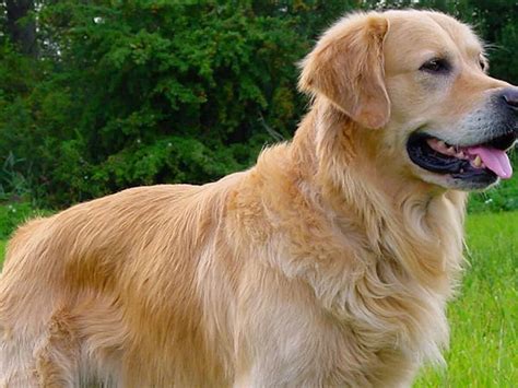 Sacó A Pasear A Su Perra Se Encontró Con Su Ex Y El Animal Tuvo Una