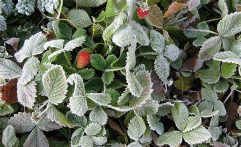 Ukrainian Berry Season 2023 Another Frosts Challenge • Eastfruit