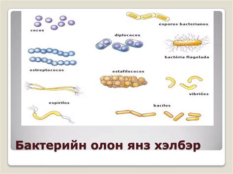 эсийн онол эсийн ангилал Pptx