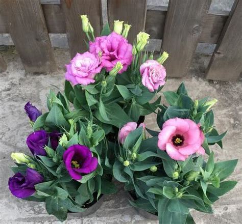 1种花，花期特别长，从4月开到12月，只需种一次在家年年看花
