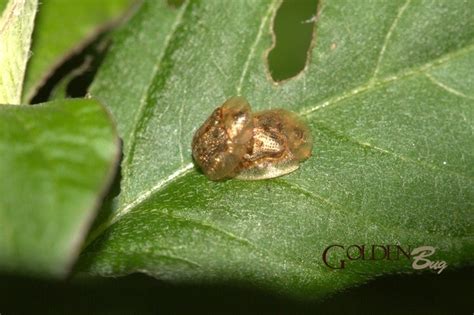 황금빛을 뿜어내는 애남생이잎벌레 Cassida Piperata Hope 황금벌레연구소