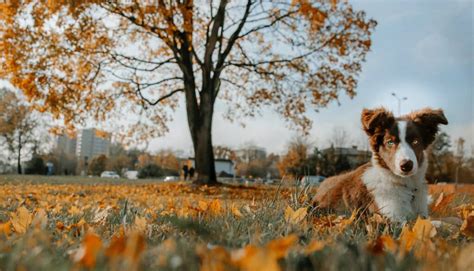 Can Dogs Eat Cat Grass Green Cuisine Considerations