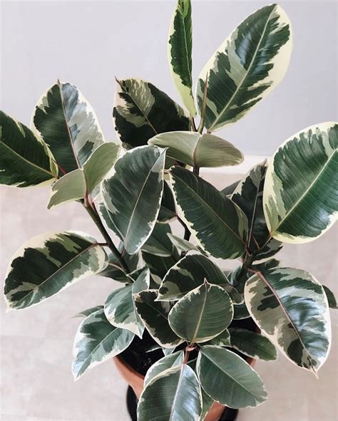 Variegated Rubber Tree Plant